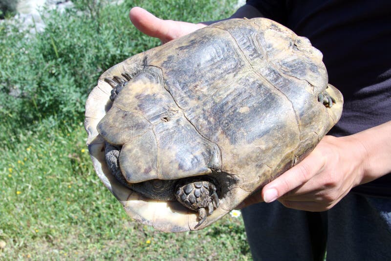 Turtle stock photo. Image of closeup, nature, shell, wildlife - 31942726