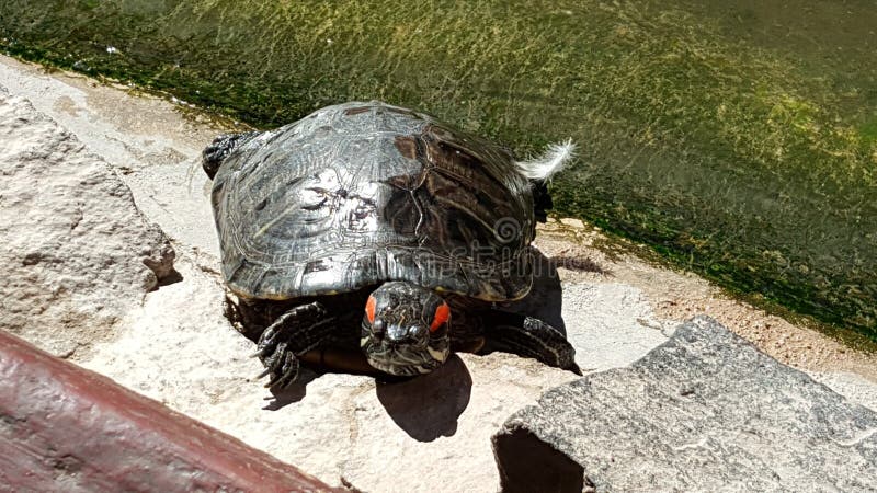 Turtle stock image. Image of hanging, water, edge, turtle - 73863857