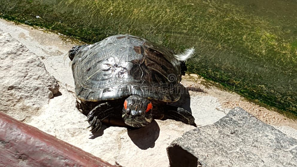 Turtle stock image. Image of hanging, water, edge, turtle - 73863857