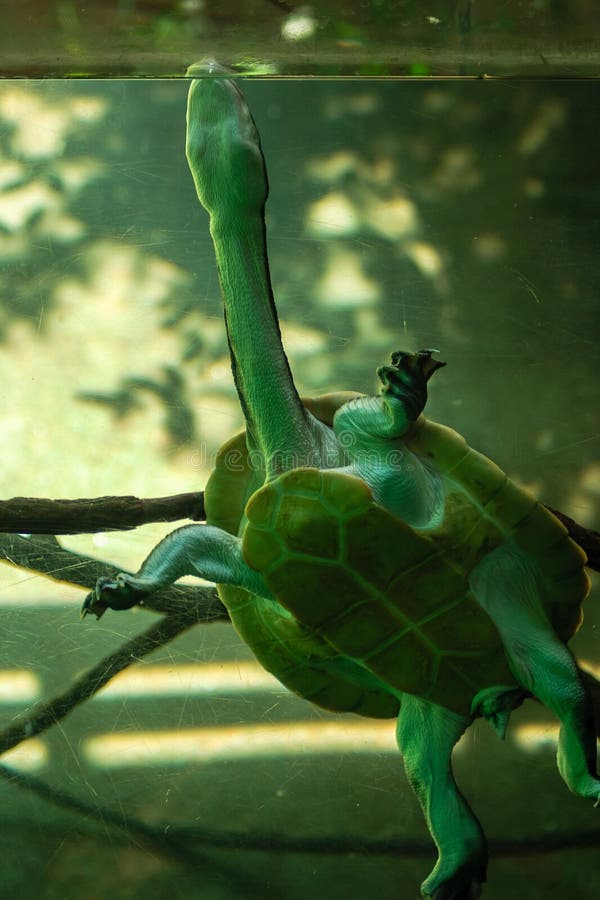 A Turtle is Hanging Upside Down from a Branch in a Tank Stock Photo ...