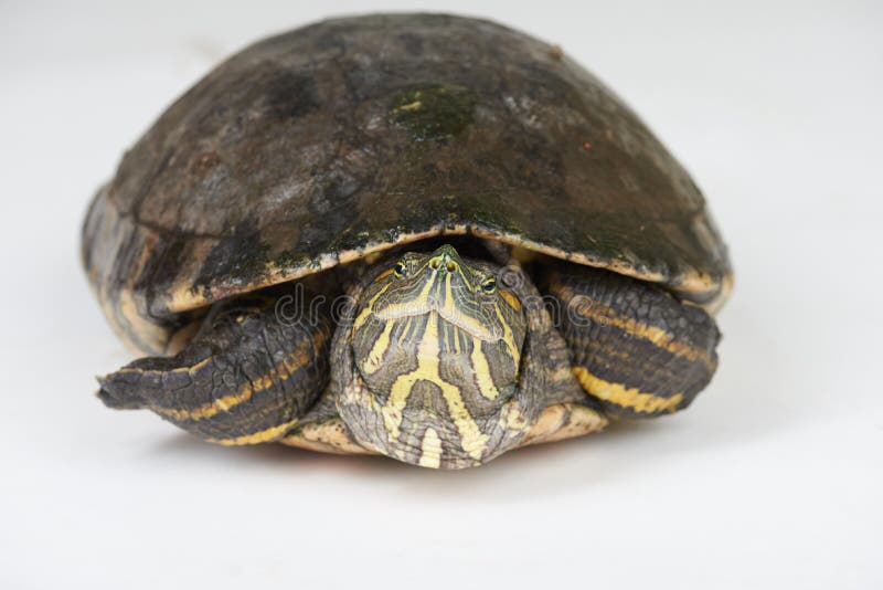 Turtle in shell stock photo. Image of cutout, animals - 126377142