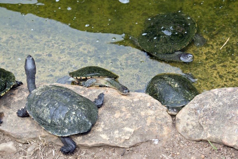 The Turtle Has a Green Shell with Grey Head and Legs Stock Image ...