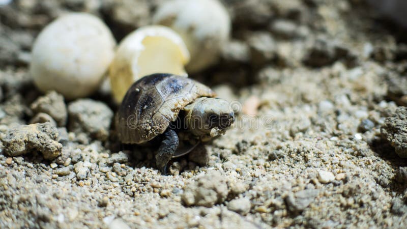 Turtle hatching stock photo. Image of hatch, hatching - 53184524