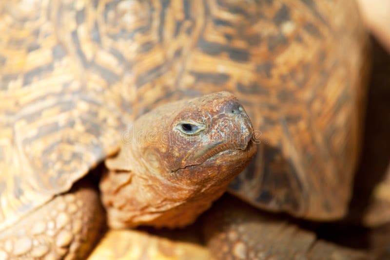 Hawaiian Sea Turtle Below The Surface Stock Image - Image of carapace ...