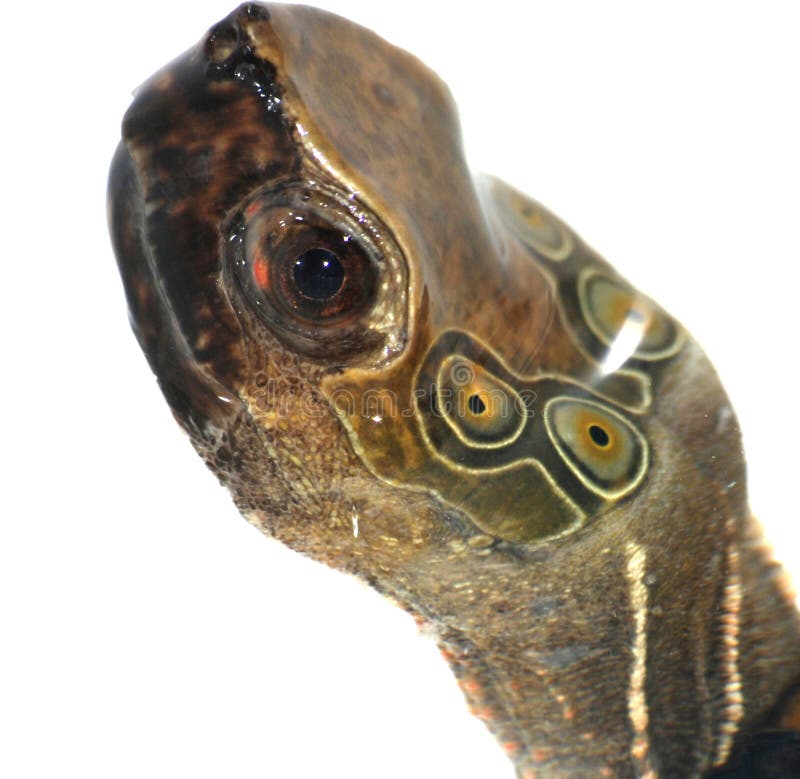 Turtle head stock photo. Image of carapace, close, flash - 10849364