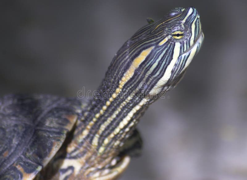 Turtle head stock image. Image of tortuga, wild, ocean - 111893