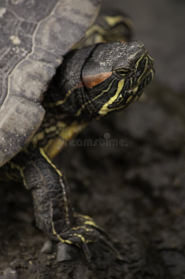 Turtle head stock photo. Image of turtle, wild, crawl - 13254136