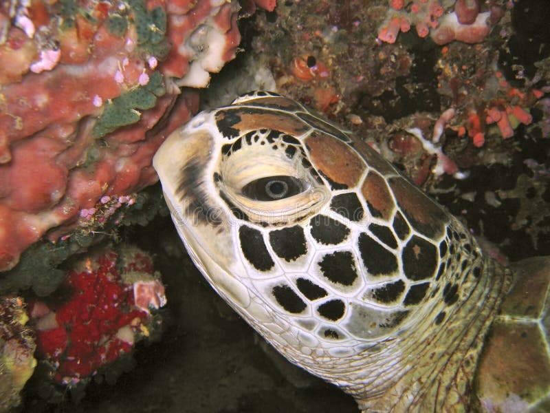 Turtle Head stock photo. Image of beak, saltwater, aquatic - 222850