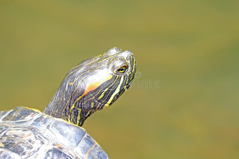 Turtle Head stock photo. Image of brown, flipper, creature - 22884396
