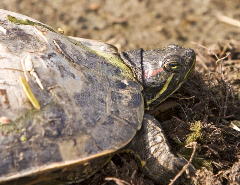 Turtle Head Close-Up stock image. Image of shell, hard - 26527267
