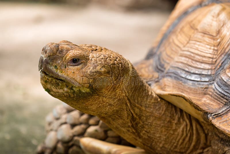 Turtle head. stock image. Image of closeup, head, giant - 65591005