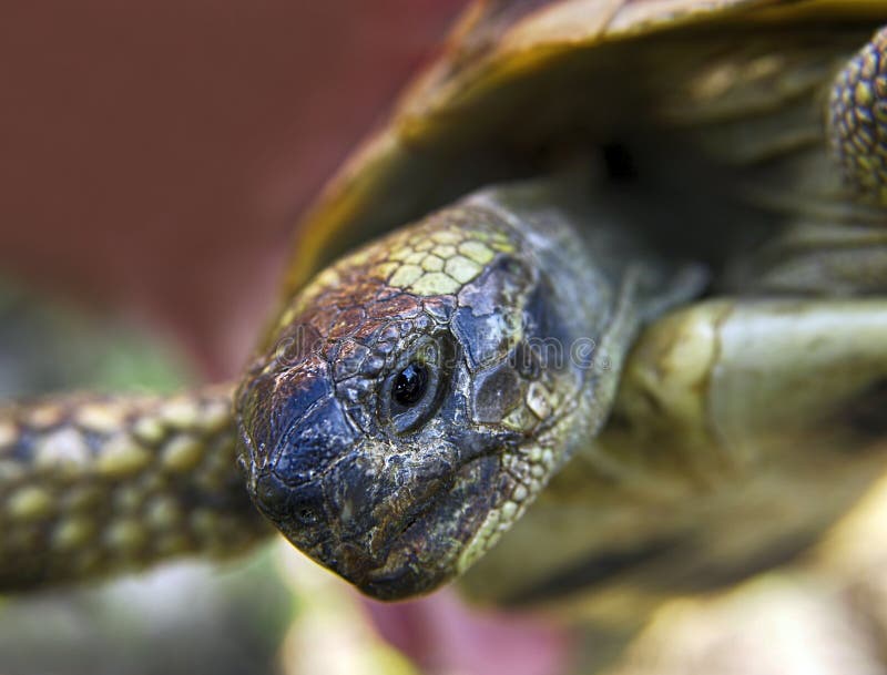 Turtle head closeup stock image. Image of savage, beast - 48339239