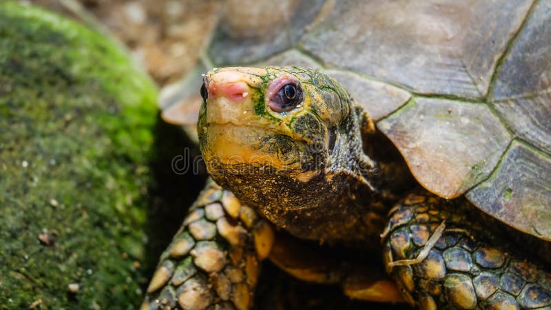 Turtle head stock photo. Image of head, marine, peruvian - 67271006