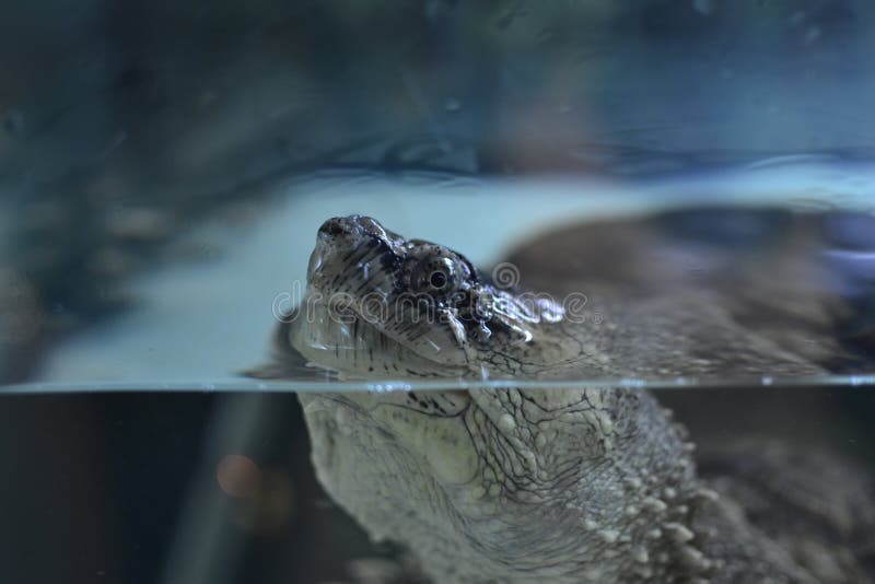 Turtle head stock photo. Image of reflections, look, light - 80637498