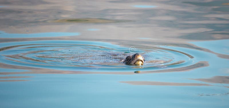 Turtle Head Out of the Water Stock Photo - Image of reptilia, travel ...