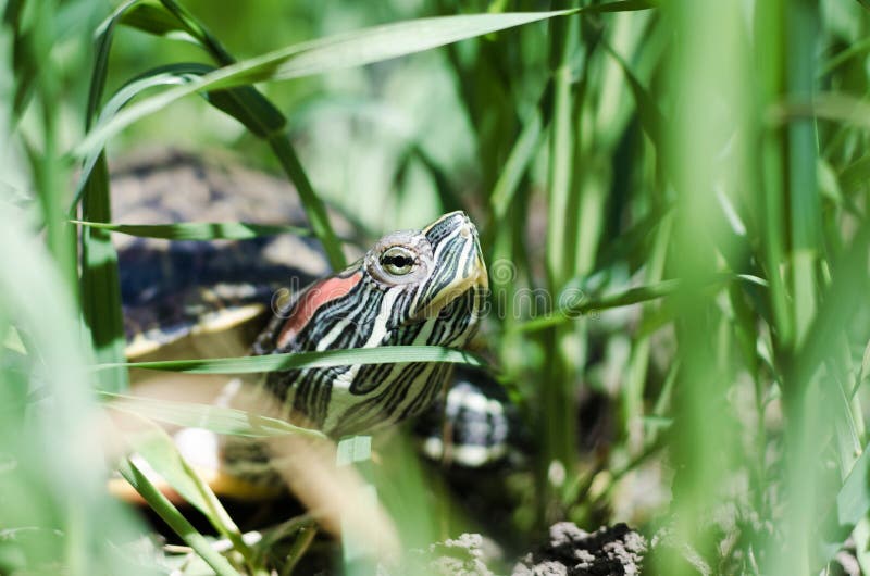 Turtle head stock photo. Image of green, head, anamalia - 79588982