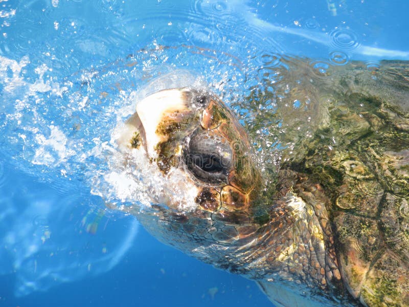 Turtle Head in the Ocean. Brazil Stock Photo - Image of bahia, shell ...