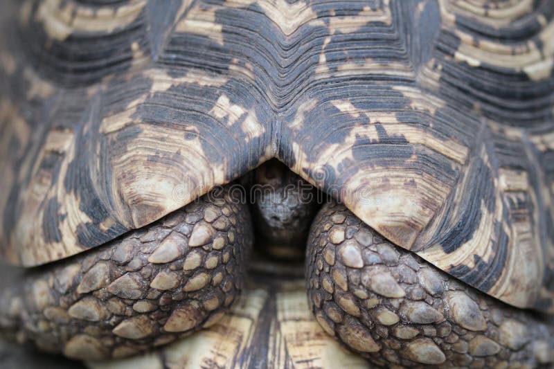 Of a Turtle Head Poking Out of Its Shell Stock Image - Image of aware ...