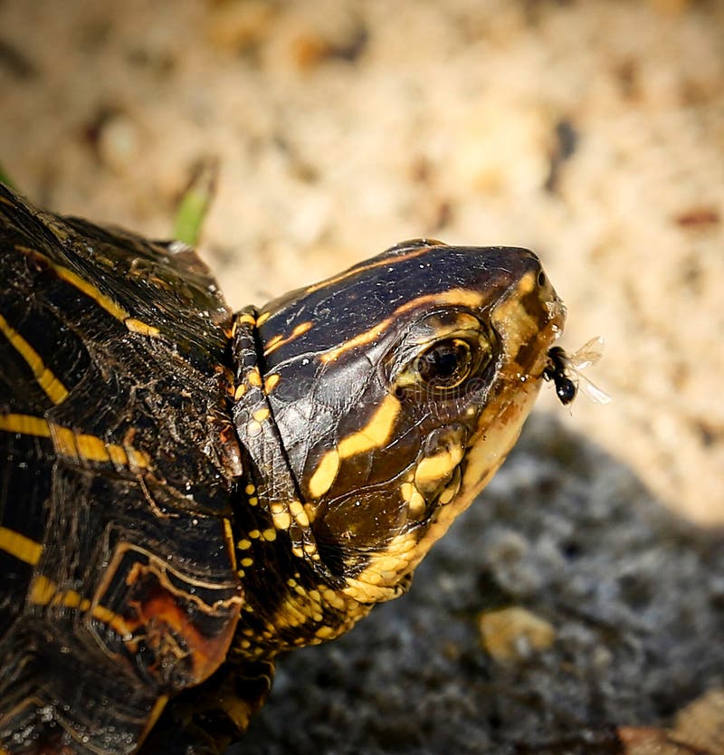Turtle head profile bug stock photo. Image of head, catching - 218885402