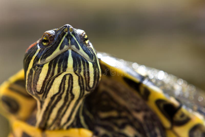 Turtle head shot stock photo. Image of small, macro, amphibian - 29092770