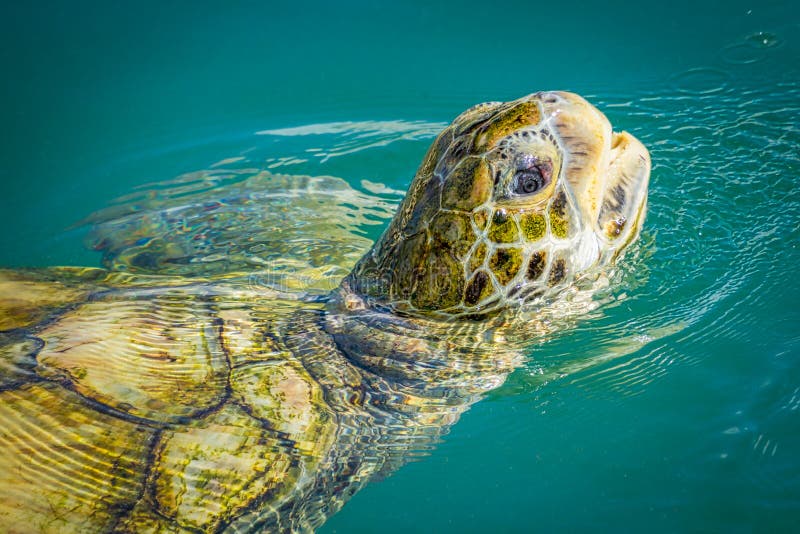 Turtle Head stock photo. Image of swimming, cayman, closeup - 66245756