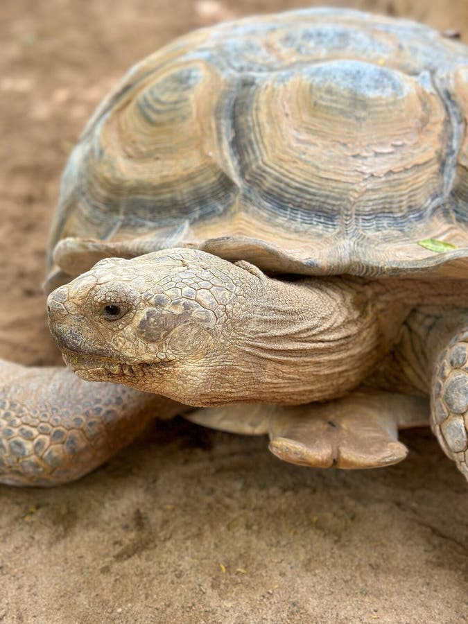 Turtle with Head Twisted To Appear Upside Down Stock Photo - Image of ...
