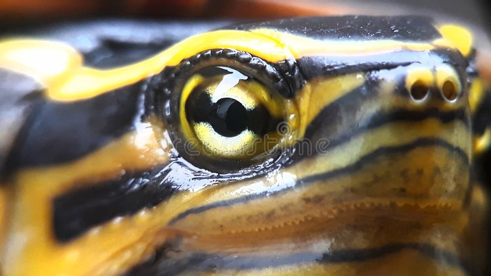 127 Black Fis Stock Photos - Free & Royalty-Free Stock Photos from ...