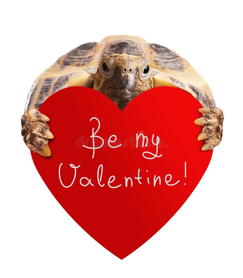 Turtle with heart on white stock image. Image of reptile - 36532805