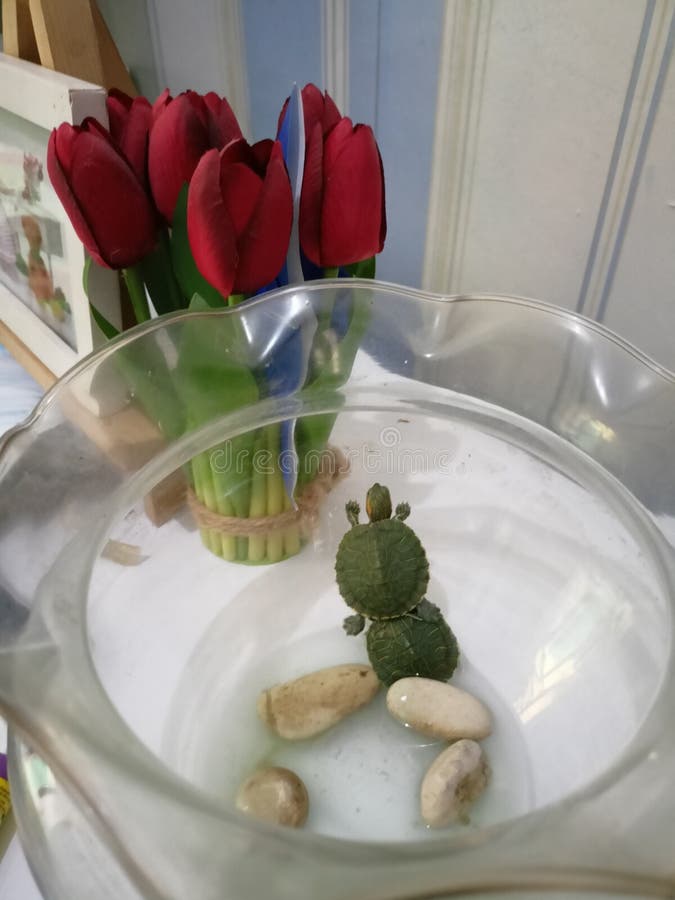 The Turtle Help Each Other To Grab a Flower Stock Image - Image of ...