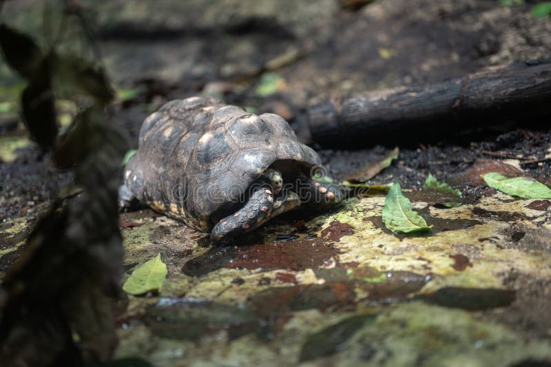 A Turtle Hidden in Its Shell Stock Photo - Image of turtle, healthy ...