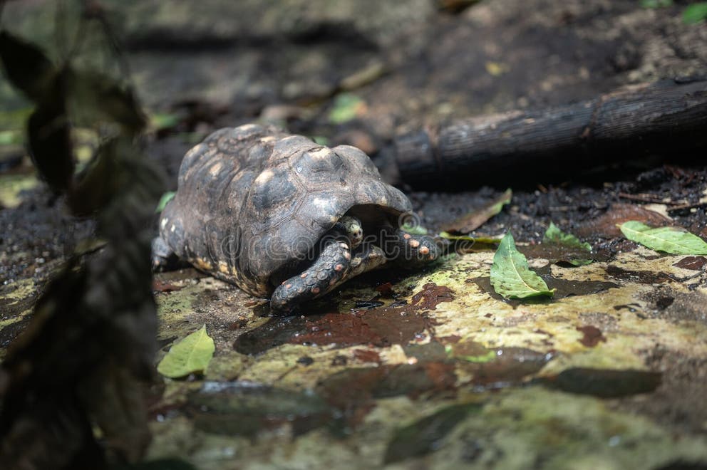 A Turtle Hidden in Its Shell Stock Photo - Image of turtle, healthy ...