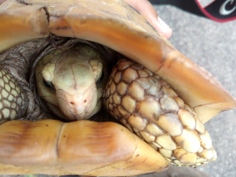 Turtle hidden in shell stock image. Image of insect - 217537391