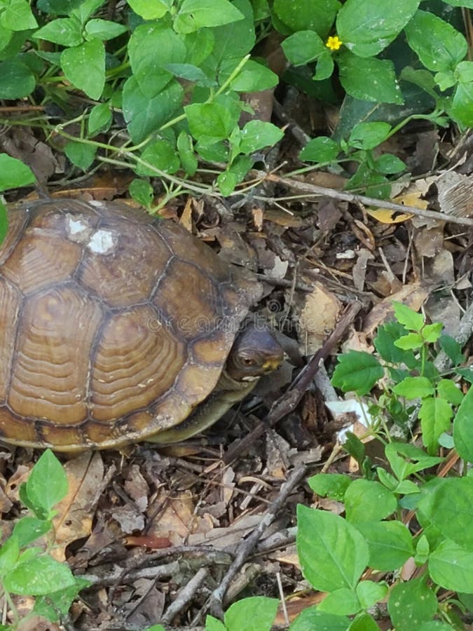 A Turtle Trying To Hide in the Plants Stock Photo - Image of hidden ...