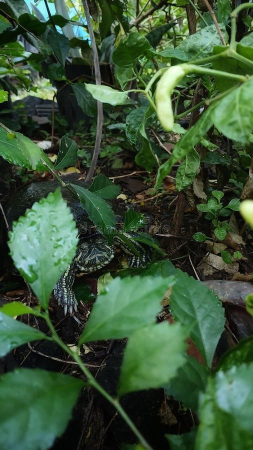 Turtle Hide N Seek Back a Plant Stock Photo - Image of insect ...