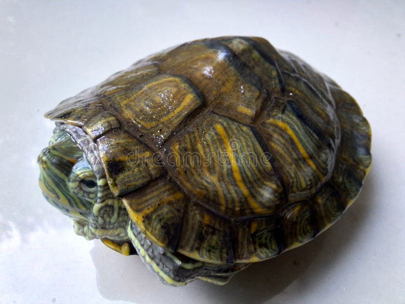 The Turtle Hides Behind Its Shell Stock Photo - Image of shell, turtle ...