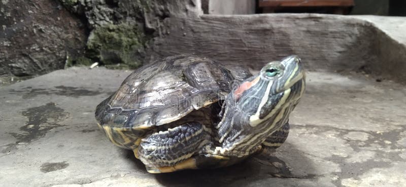 The Turtle Hides Its Four Legs at the Edge of the House Stock Image ...