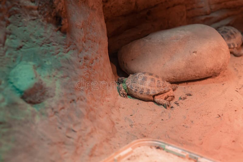 Turtle in Hiding stock image. Image of marine, forest - 151569471