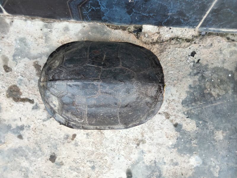 The Turtle Hiding His Head at Kendari Indonesia Stock Photo - Image of ...