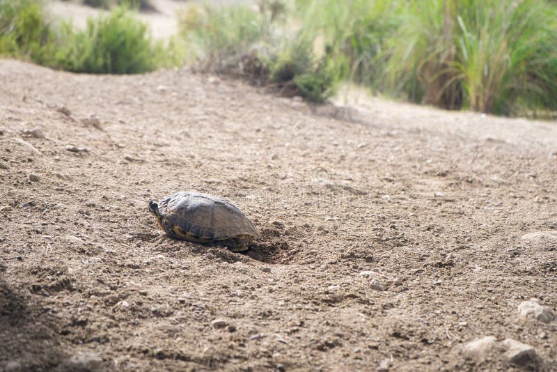 Turtle Hiding Its Head in Its Dusty Shell Stock Image - Image of turtle ...