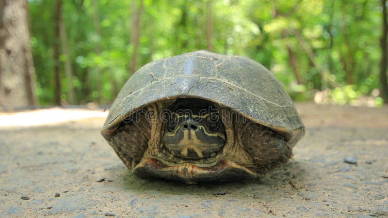 Turtle Hiding Stock Photos - Download 569 Royalty Free Photos
