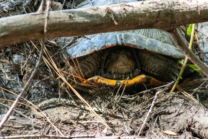 Turtle in Hiding stock image. Image of marine, forest - 151569471