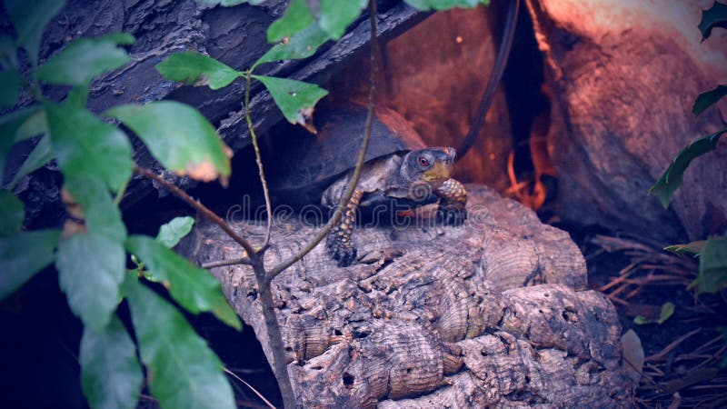 Turtle Hiding Under a Log stock image. Image of small - 263639487