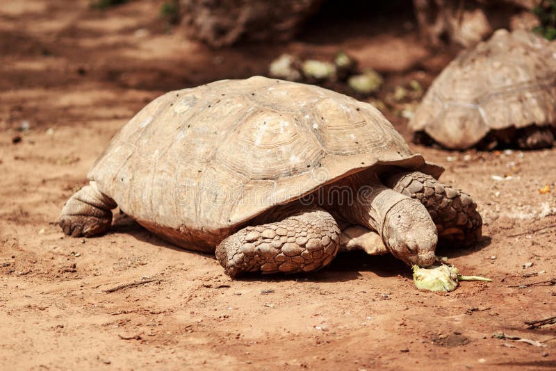 Big turtle stock photo. Image of animals, colorful, eats - 47628200