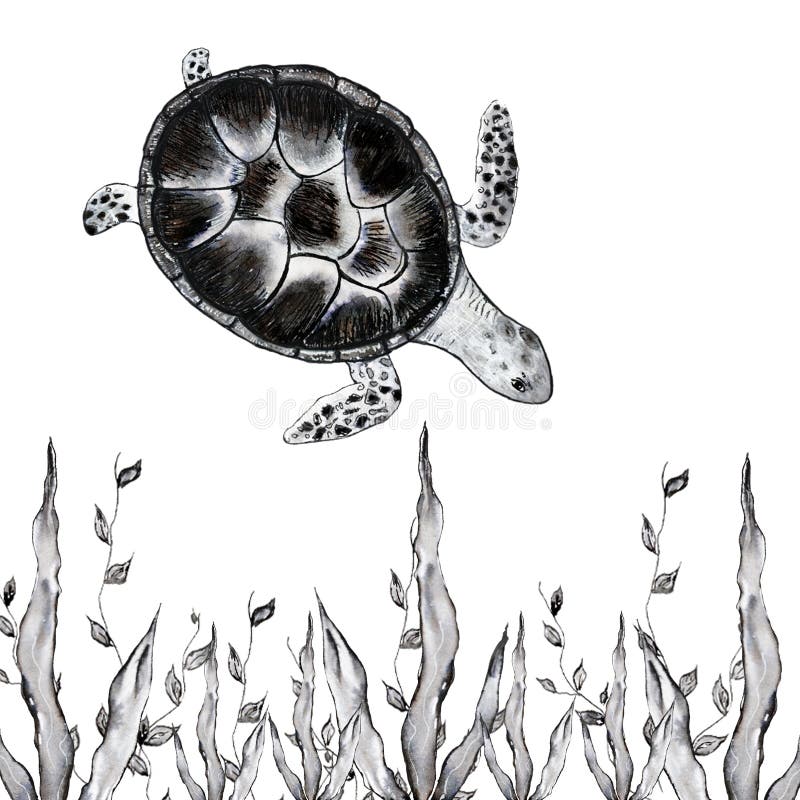 Turtle Etching Stock Illustrations – 213 Turtle Etching Stock ...