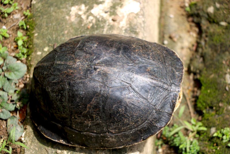 Turtle Inside Shell Sitting Stock Image - Image of freshwater, tropical ...
