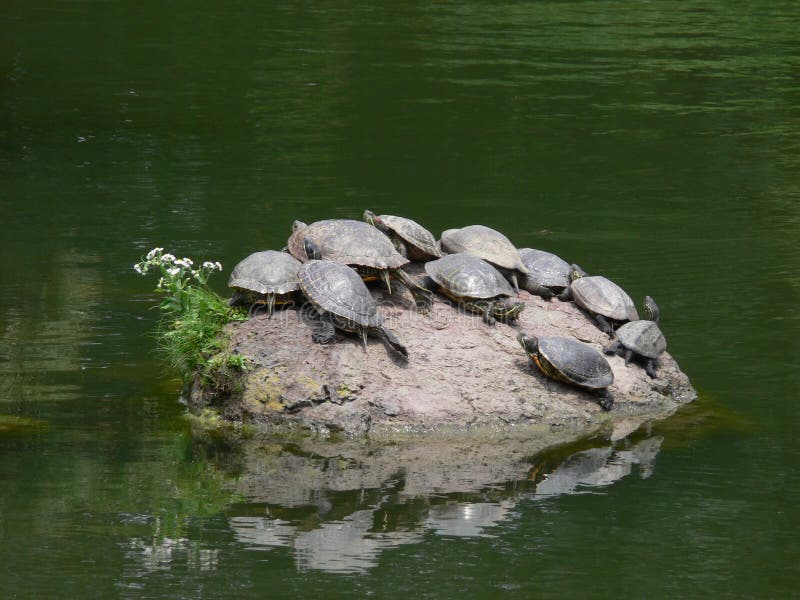 Turtle island stock photo. Image of bask, japan, collective - 917182