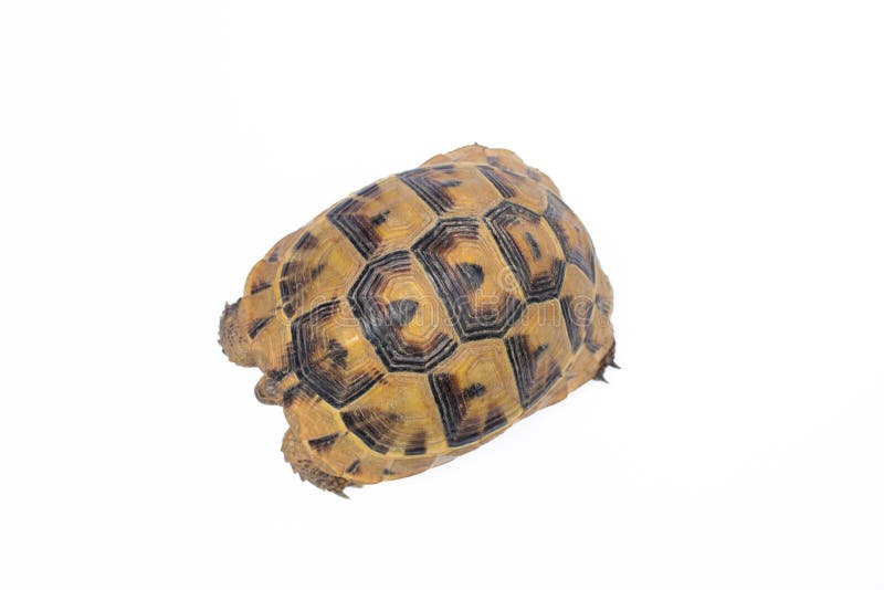 Turtle Overhead View Isolated Stock Photos - Free & Royalty-Free Stock ...
