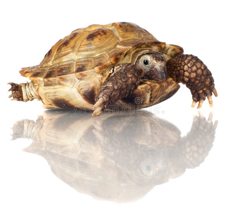 Two turtles stock image. Image of animal, young, water - 22527429