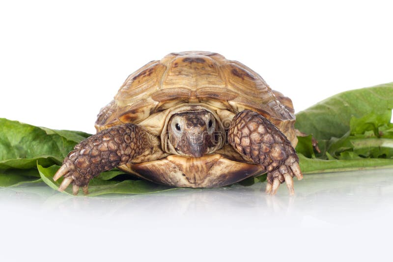 Turtle isolated on white stock photo. Image of nature - 31729872