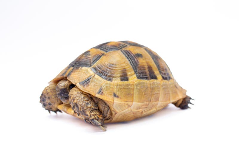 Turtle Isolated on White Background Stock Image - Image of body ...